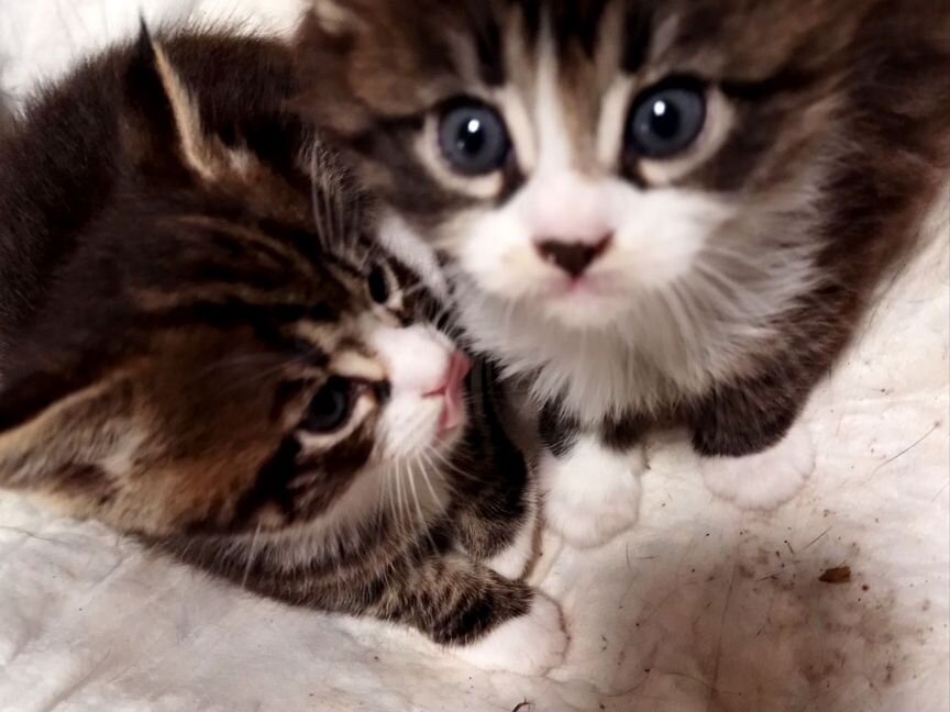 Котята Мейн-кун