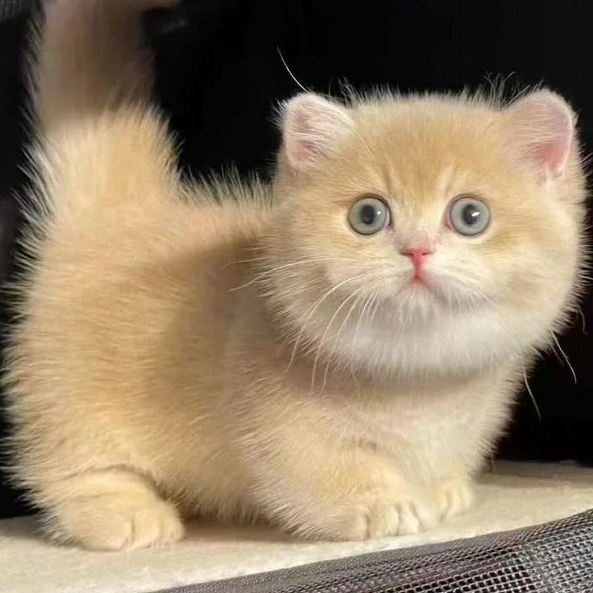 Манчкин котёнок