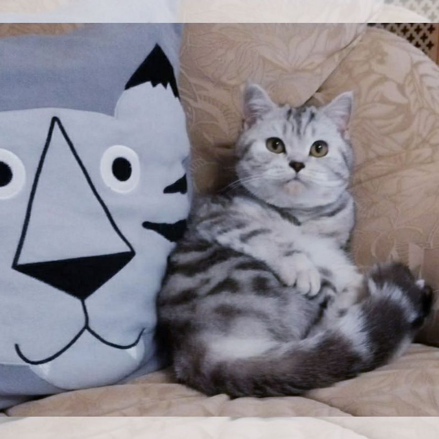 Шотландская кошка