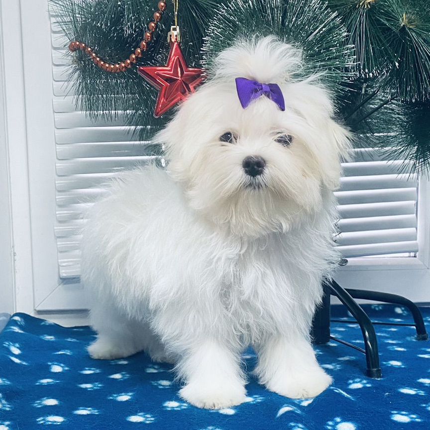 Девочка мальтезе