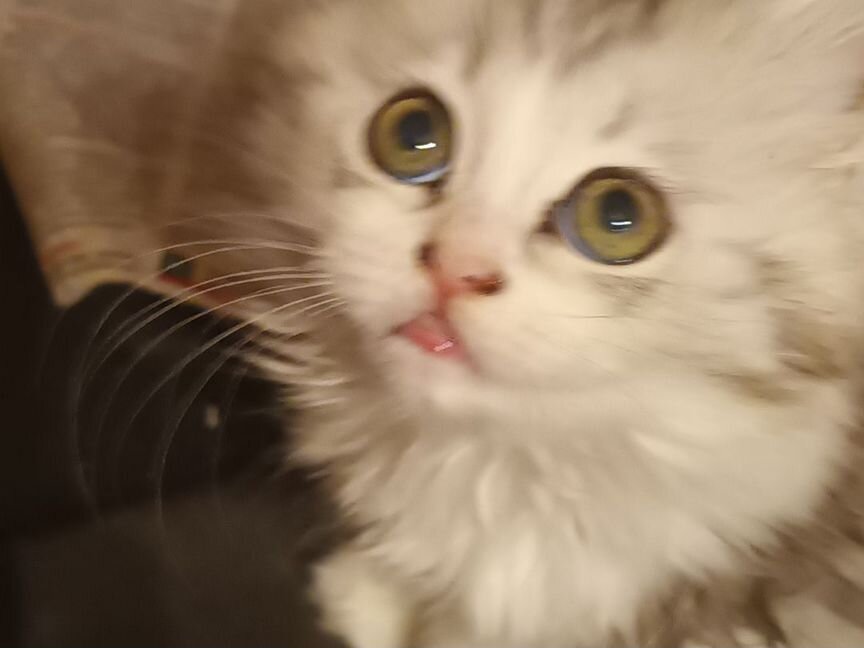 Котенок шлтлажской породы