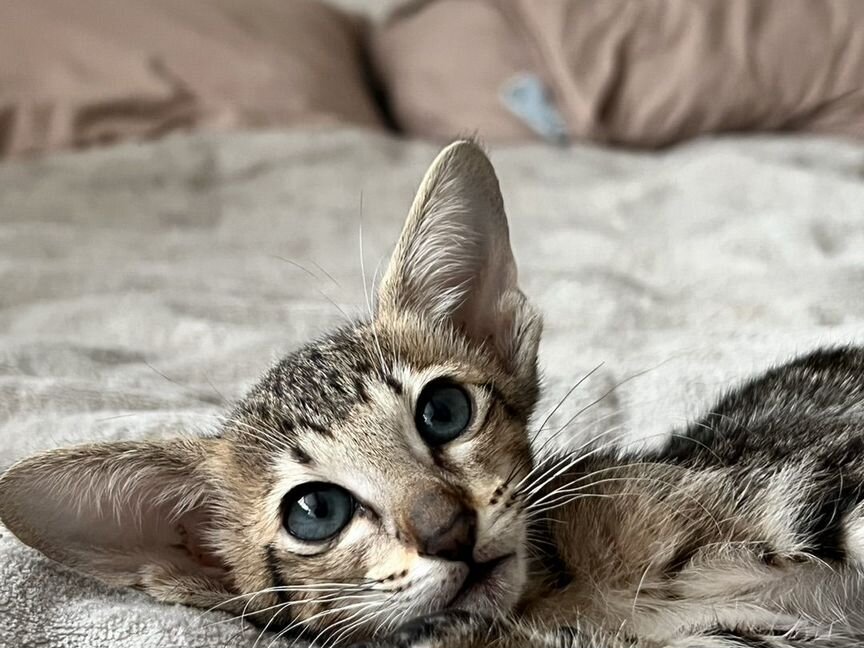 Ориентальные девочки