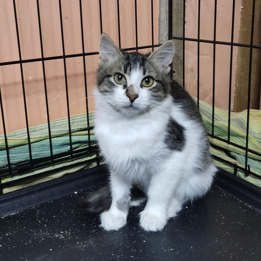 Котенок мальчик в добрые руки