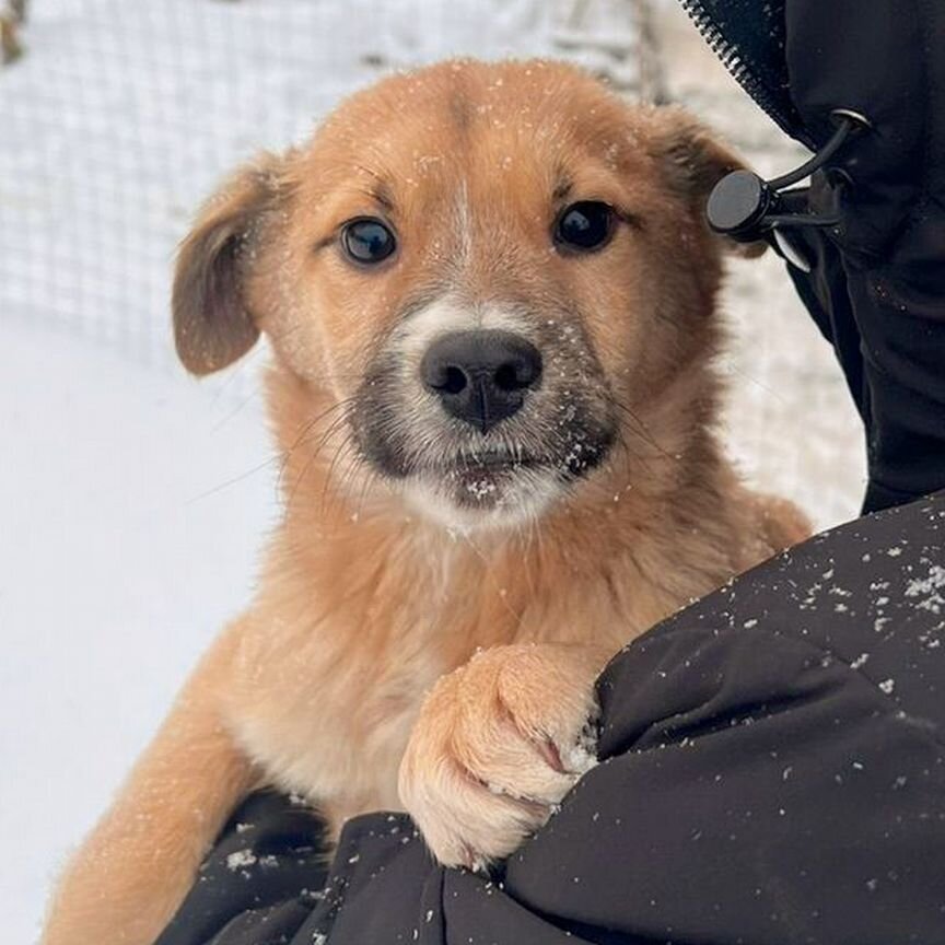 Щенок в добрые руки