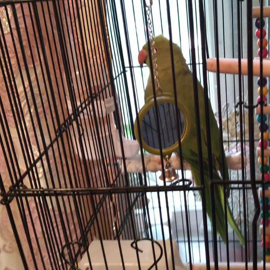 Ожереловый попугай самец