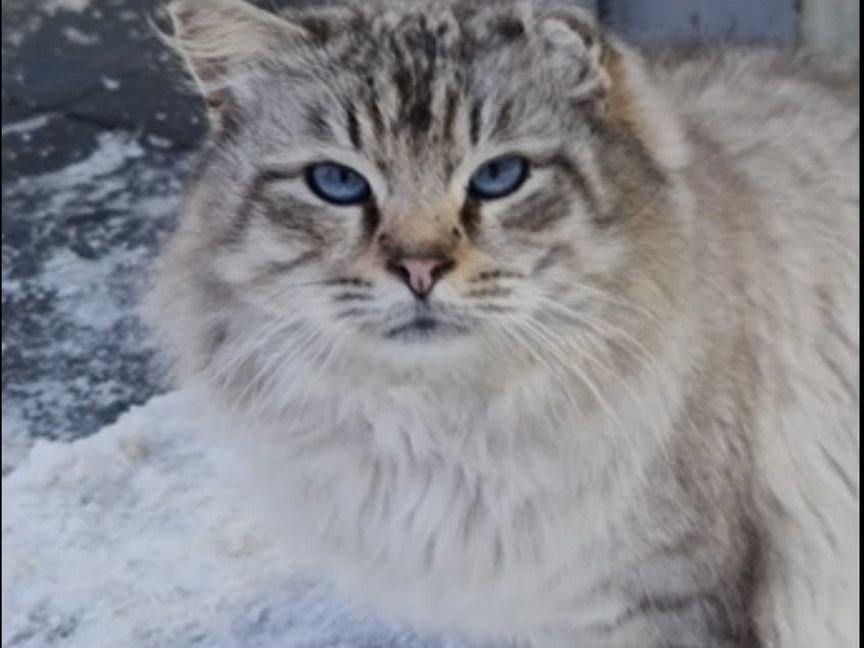 Кошка невская маскарадная