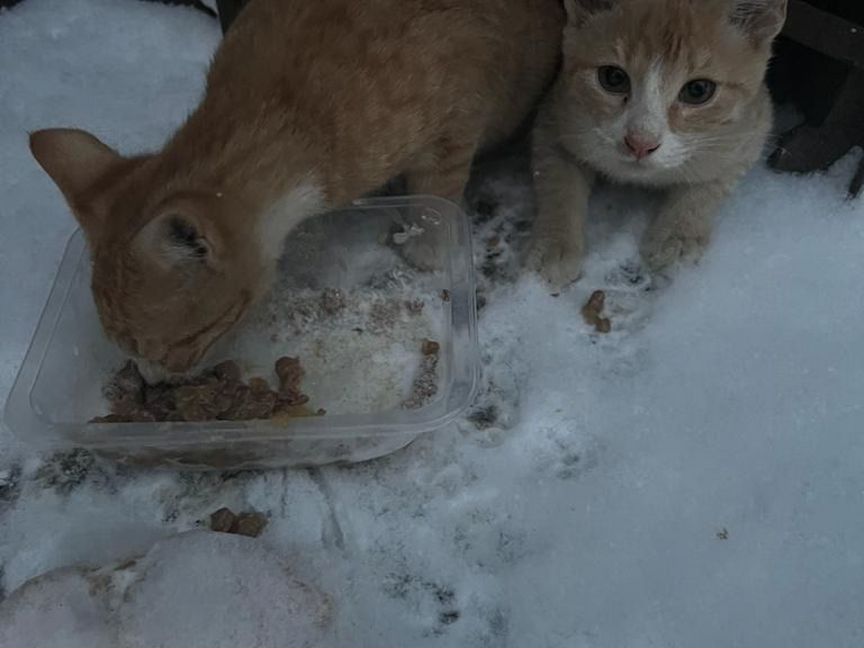 Котятки на улице хотят жить в тепле