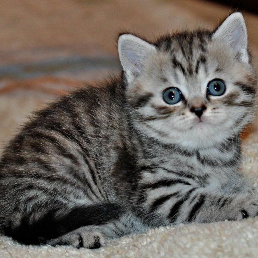 Шотландские тигрята