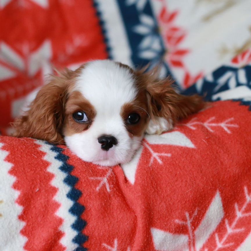 Кавалер кинг-чарльз-спаниель, щенок