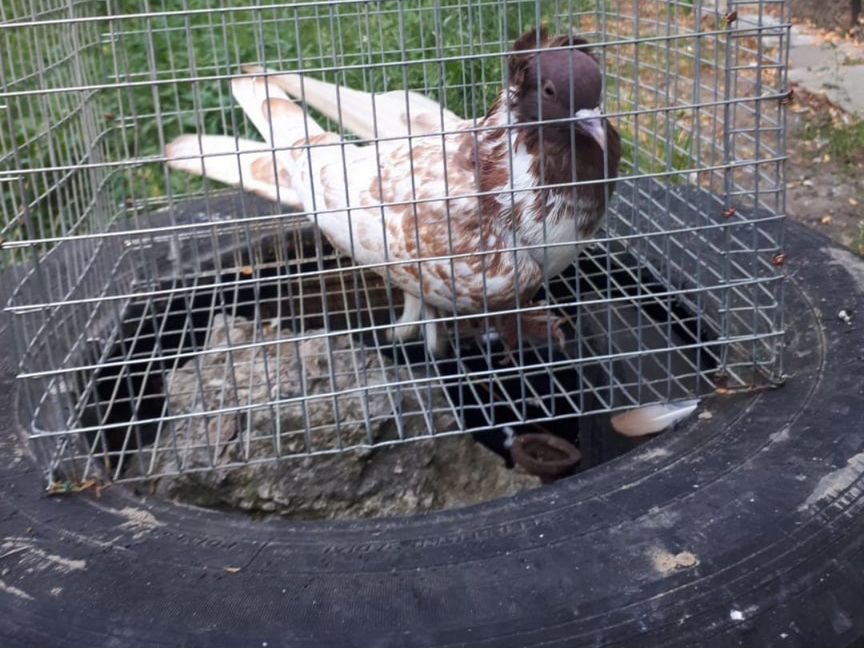 Продажа бакинских голубей