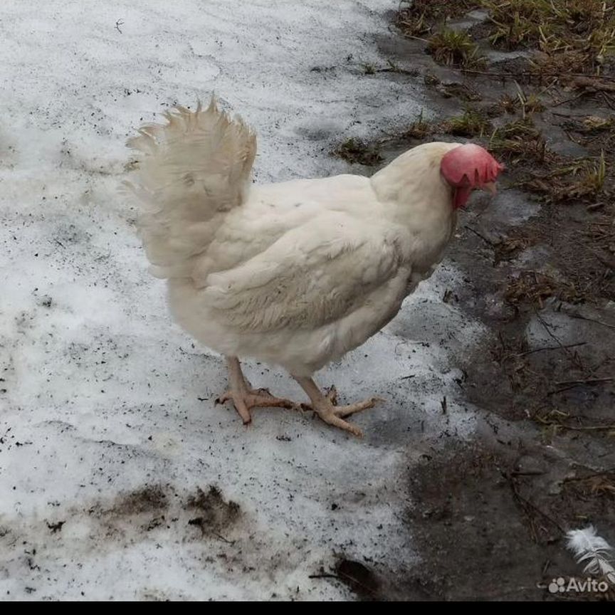 Куры несушки, 11 штук и петух