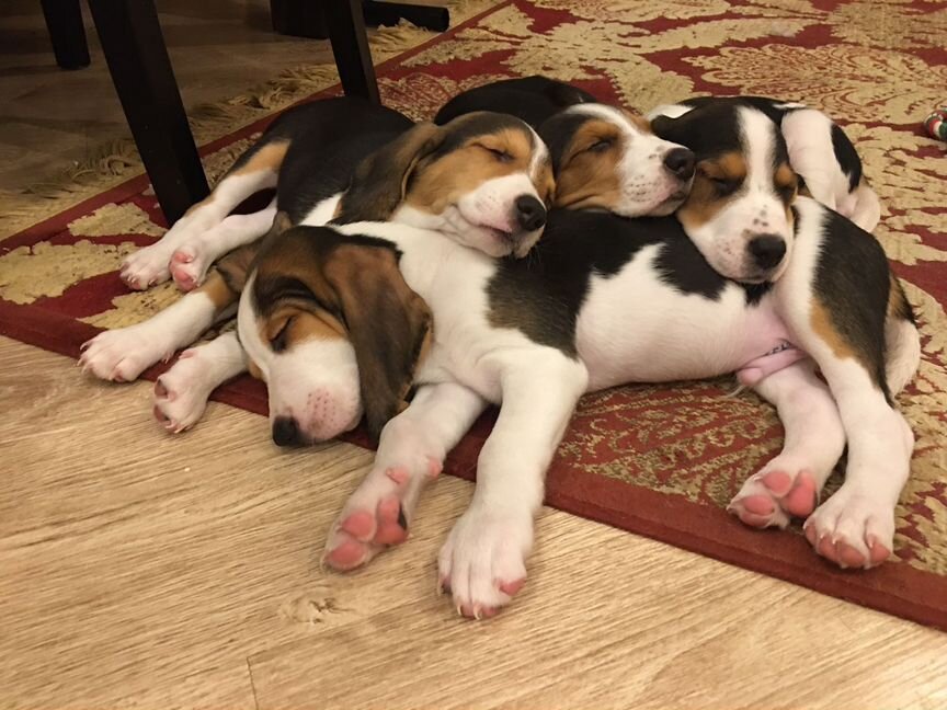 Эстонская гончая щенки