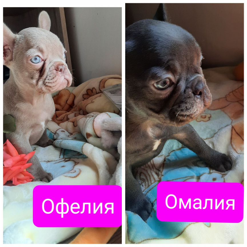 Изабелловая и голубая малышки