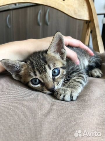 Котенок мальчик
