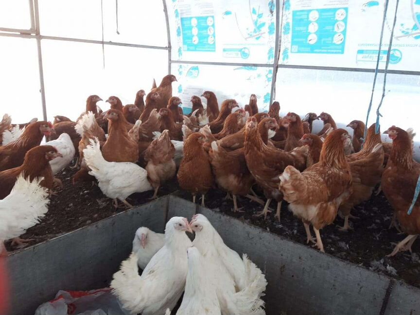 Куры несушки молодки