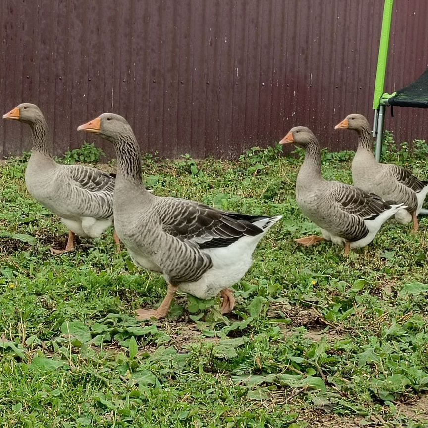 Гуси крупный, серый