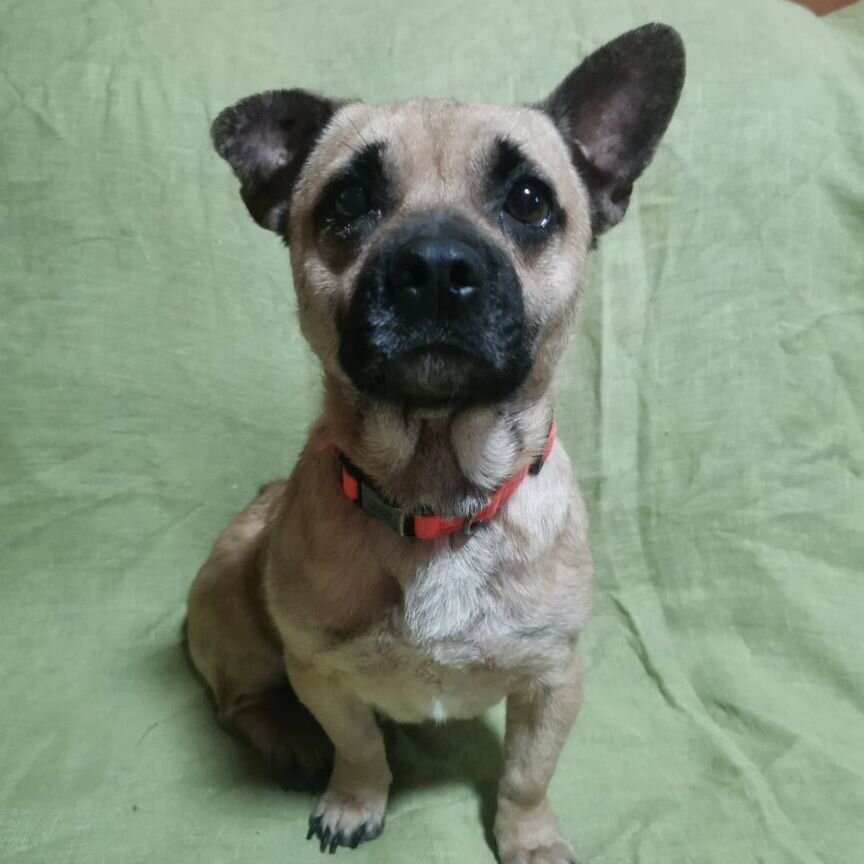 Взрослая собака в добрые руки