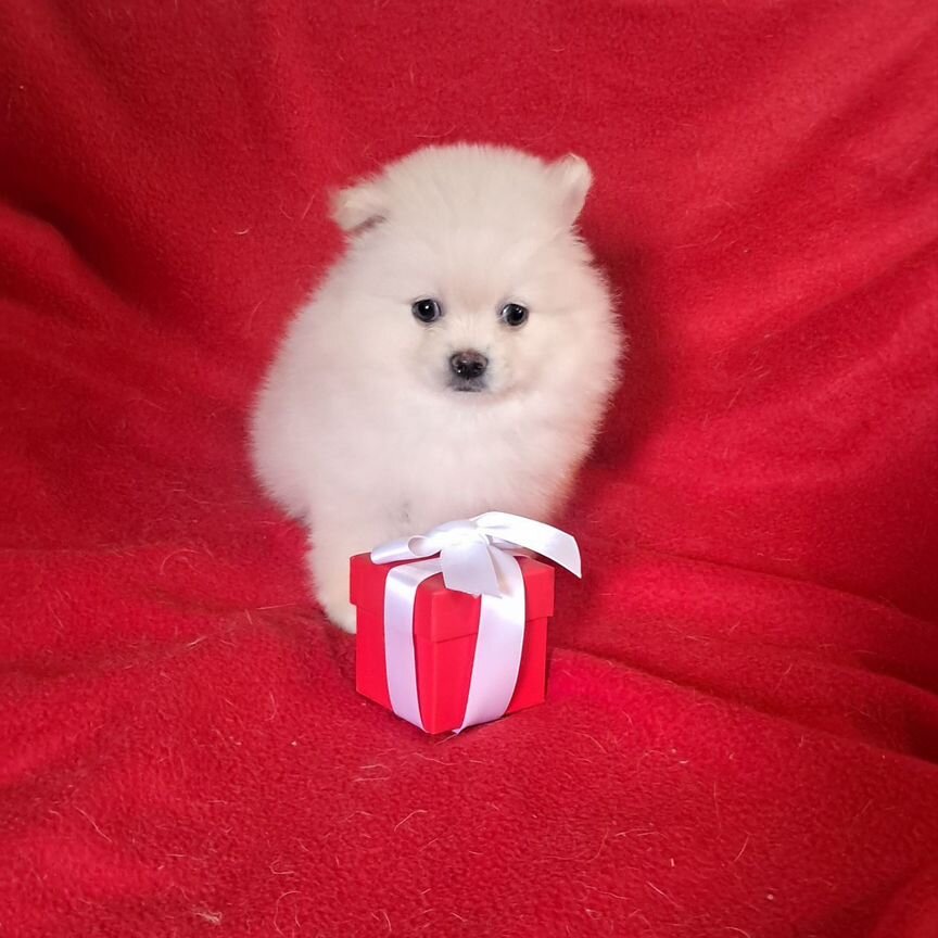 Шпиц мальчишка