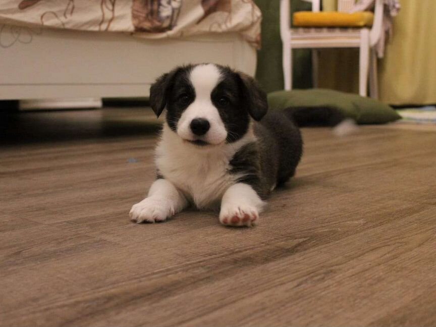 Крутые щенки вельш корги кардиган