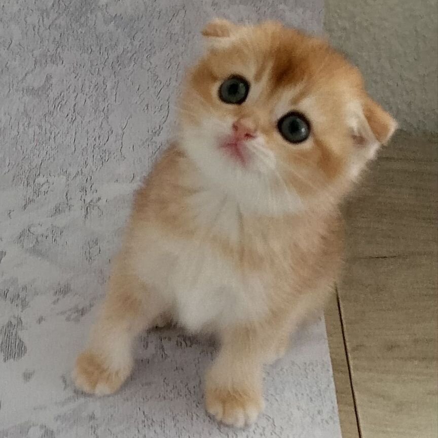 Манчкин котёнок