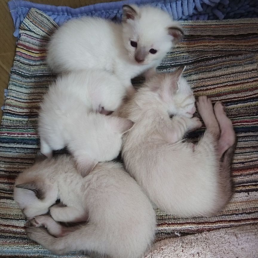 Тайские котята спб