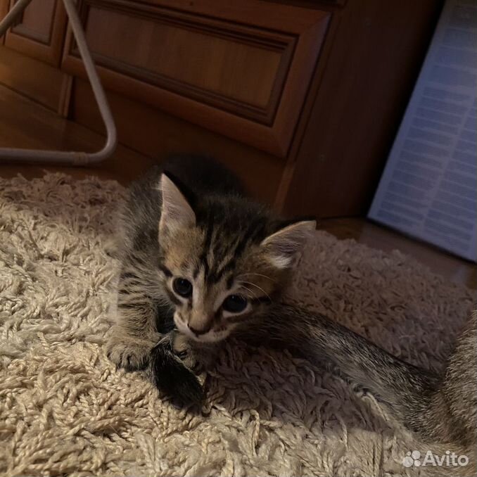 Котята, приучены к туалету, мальчик и девочка