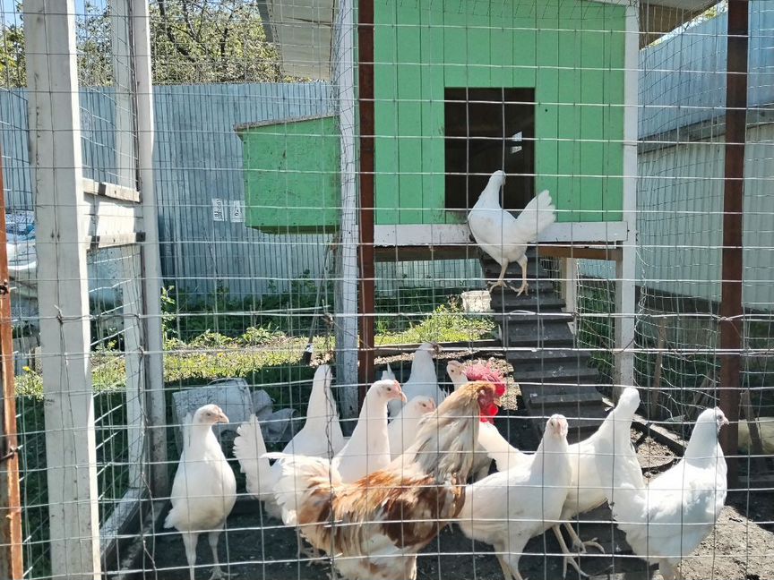 Куры молодки несушки