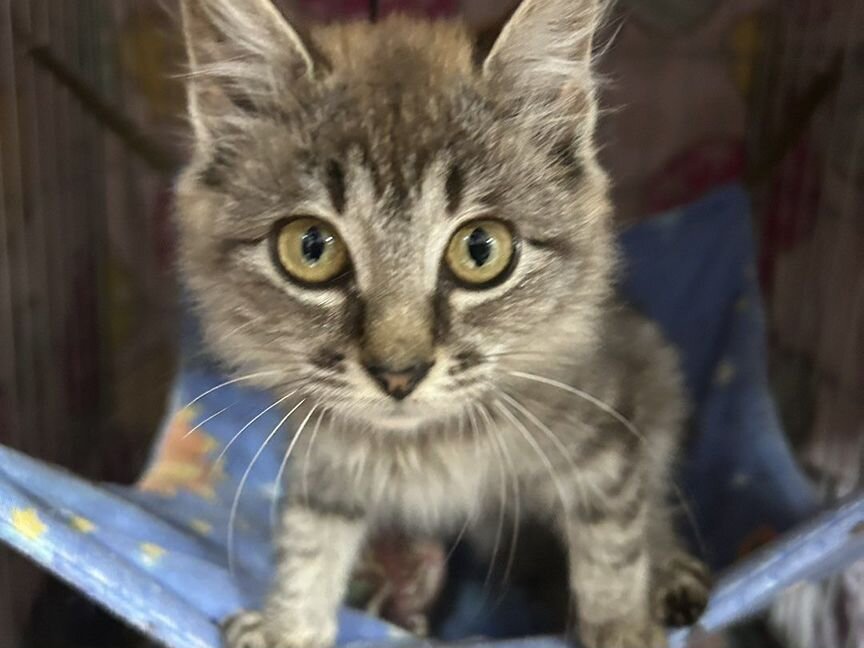 Котенок девочка из приюта ищет дом