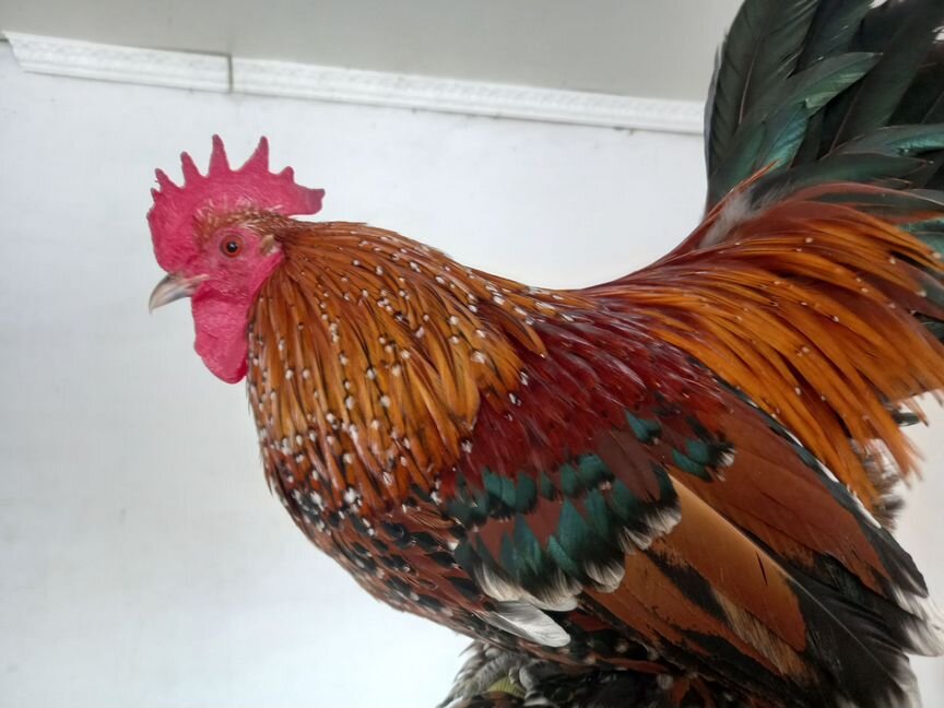 Индоутки-семья, Мильфлёры, петушки, семья