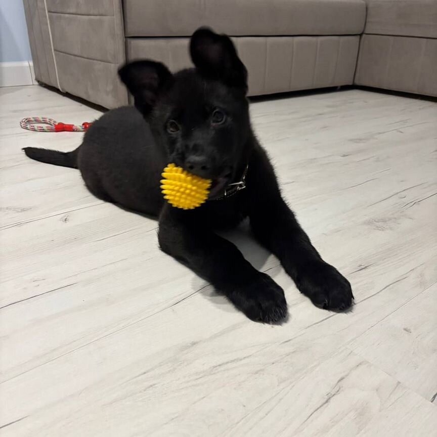 Восточно европейская овчарка вео