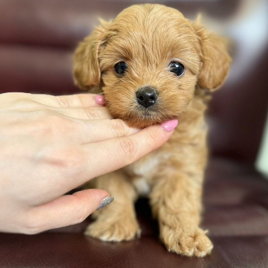 Мальтипу, щенок