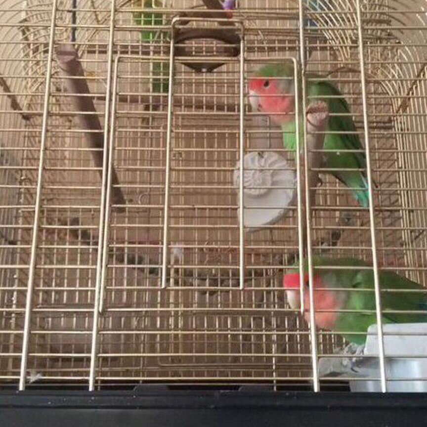 Попугай неразлучники