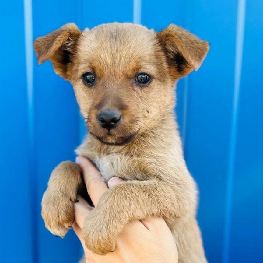 Нежная Лялечка