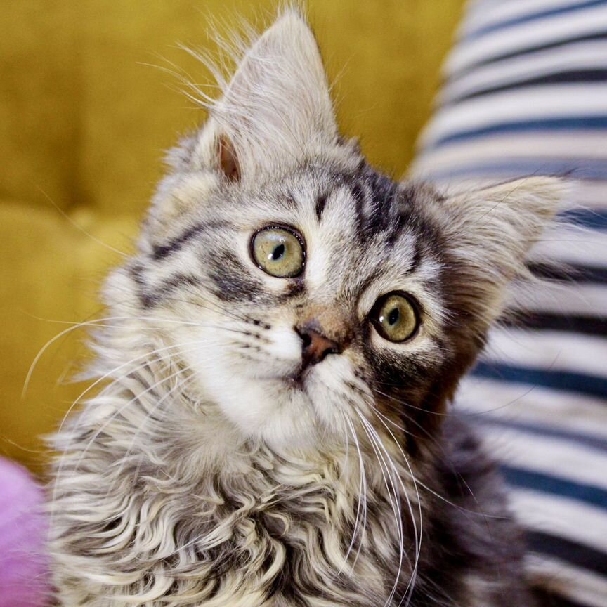Котенок девочка ищет дом