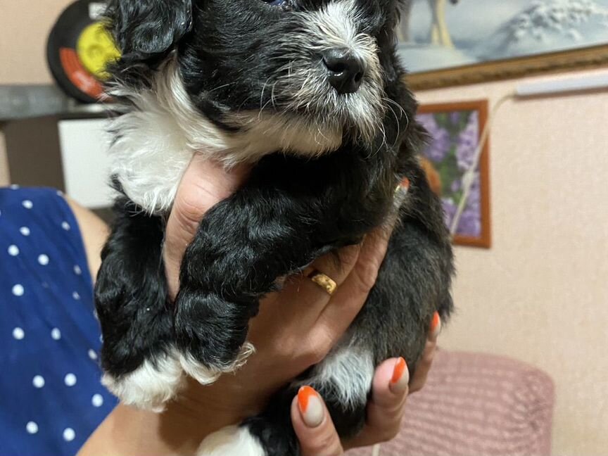 Цветная болонка