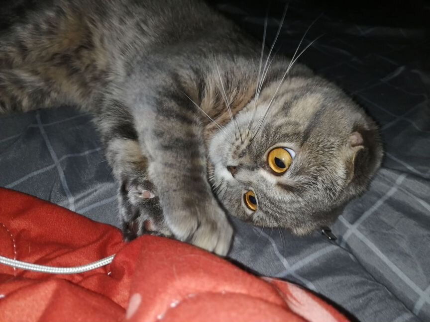 Шотландский веслоухий котик