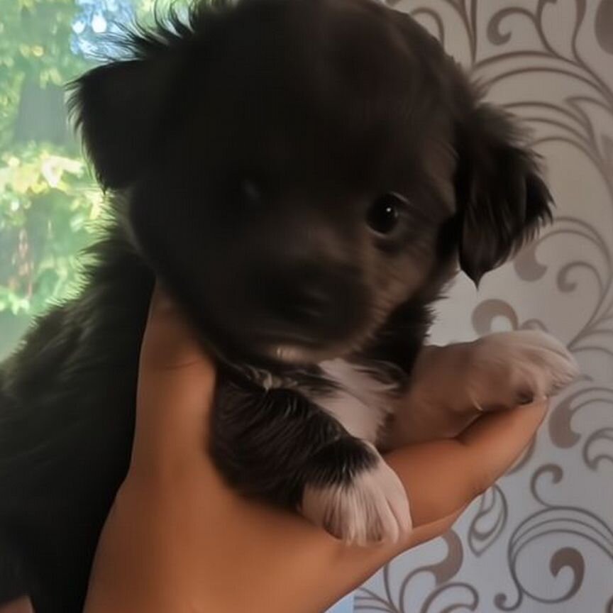 Чихуахуа, щенок