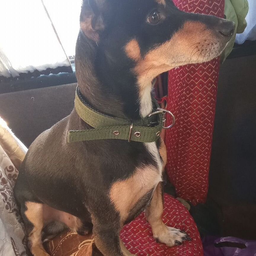 Пиф коротколапик без дома