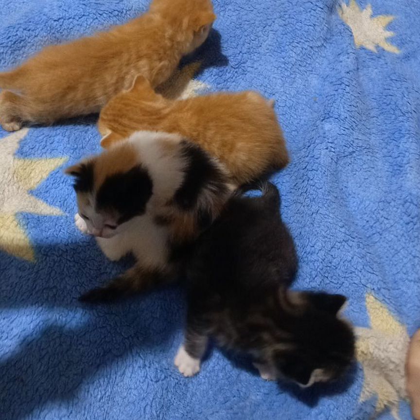 Сибирский котёнок