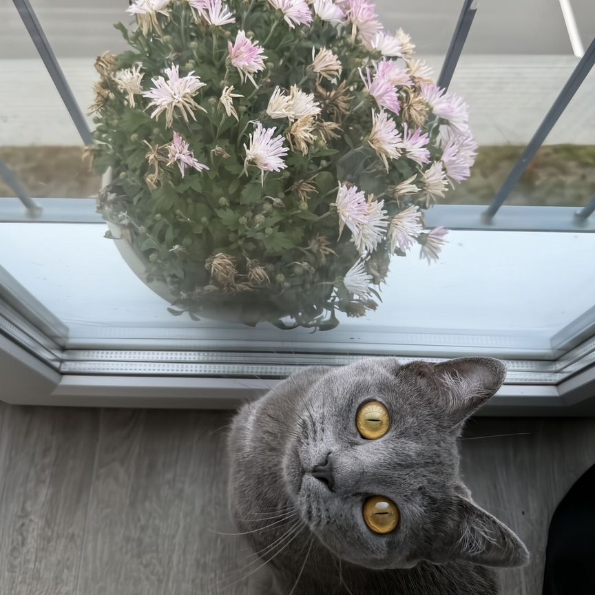 Русский голубой котёнок