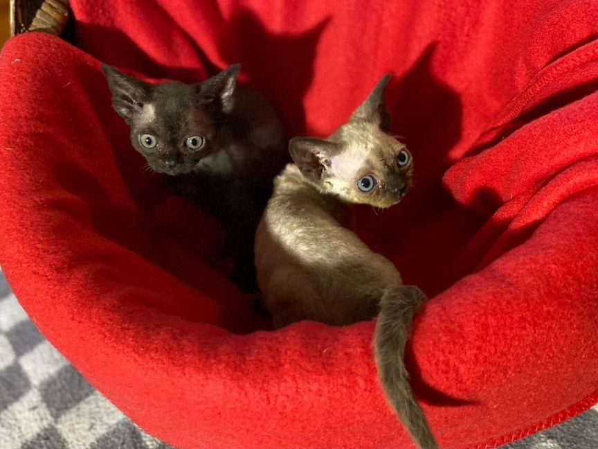 Котята. Девон