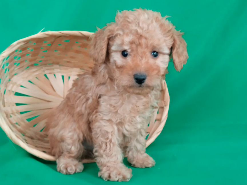 Пудель миниатюрный щенок мальчик