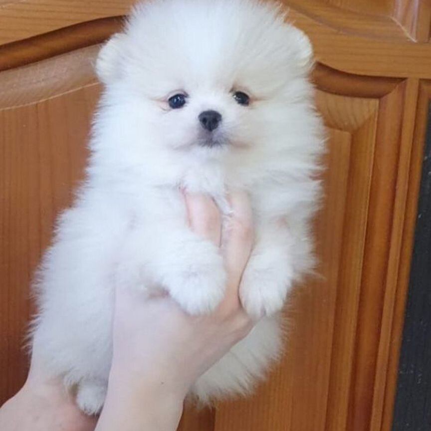 Мини шпицик