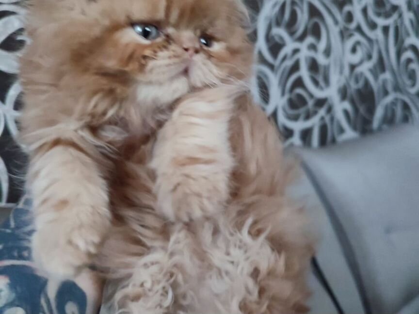 Персидский котик