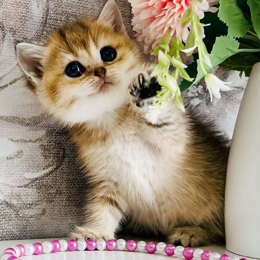 Британский котик