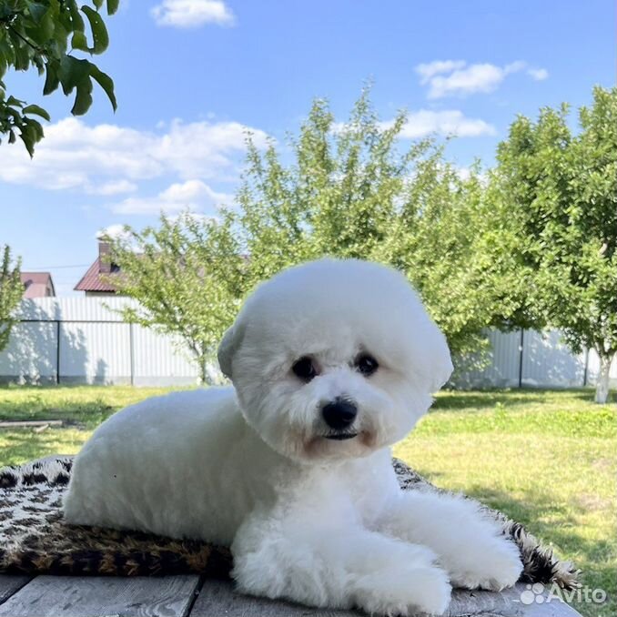 Собака Бишон фризе щенки