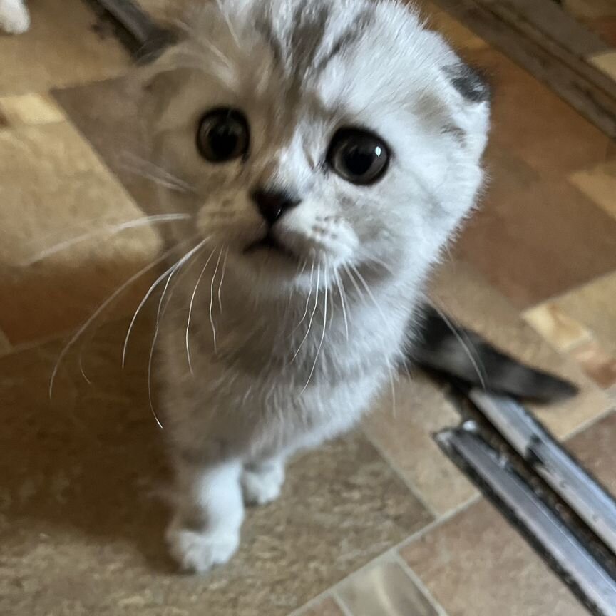 Котята шотландцы вислоухие