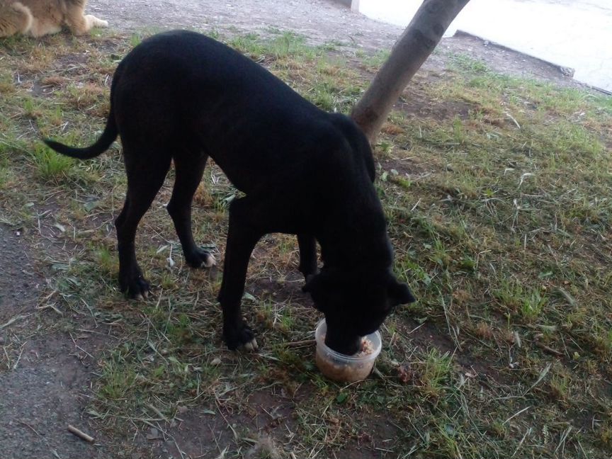 Собака в добрые руки