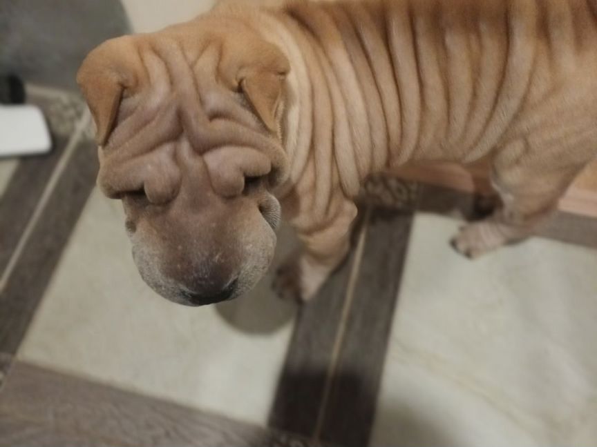 Щенки шарпей