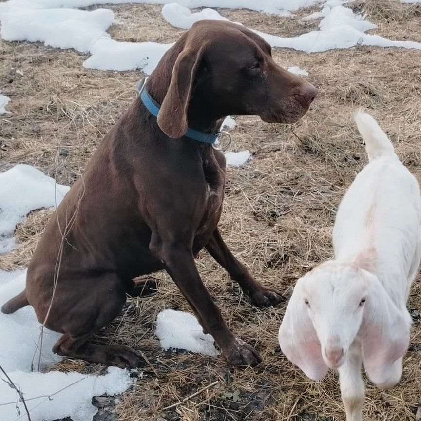 Курцхаар, взрослый пёс